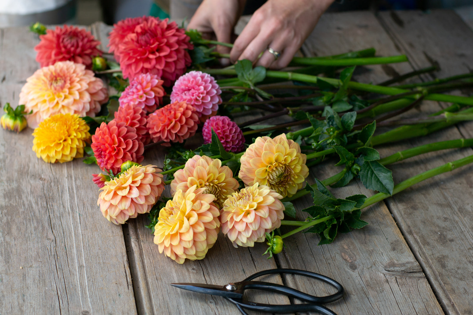 Florelie | Field grown seasonal flowers – FlorelieAU