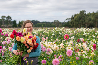 Florelie | Field grown seasonal flowers – FlorelieAU