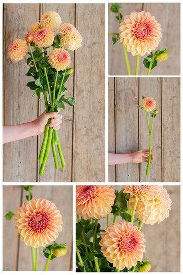 Dahlia Tubers – FlorelieAU