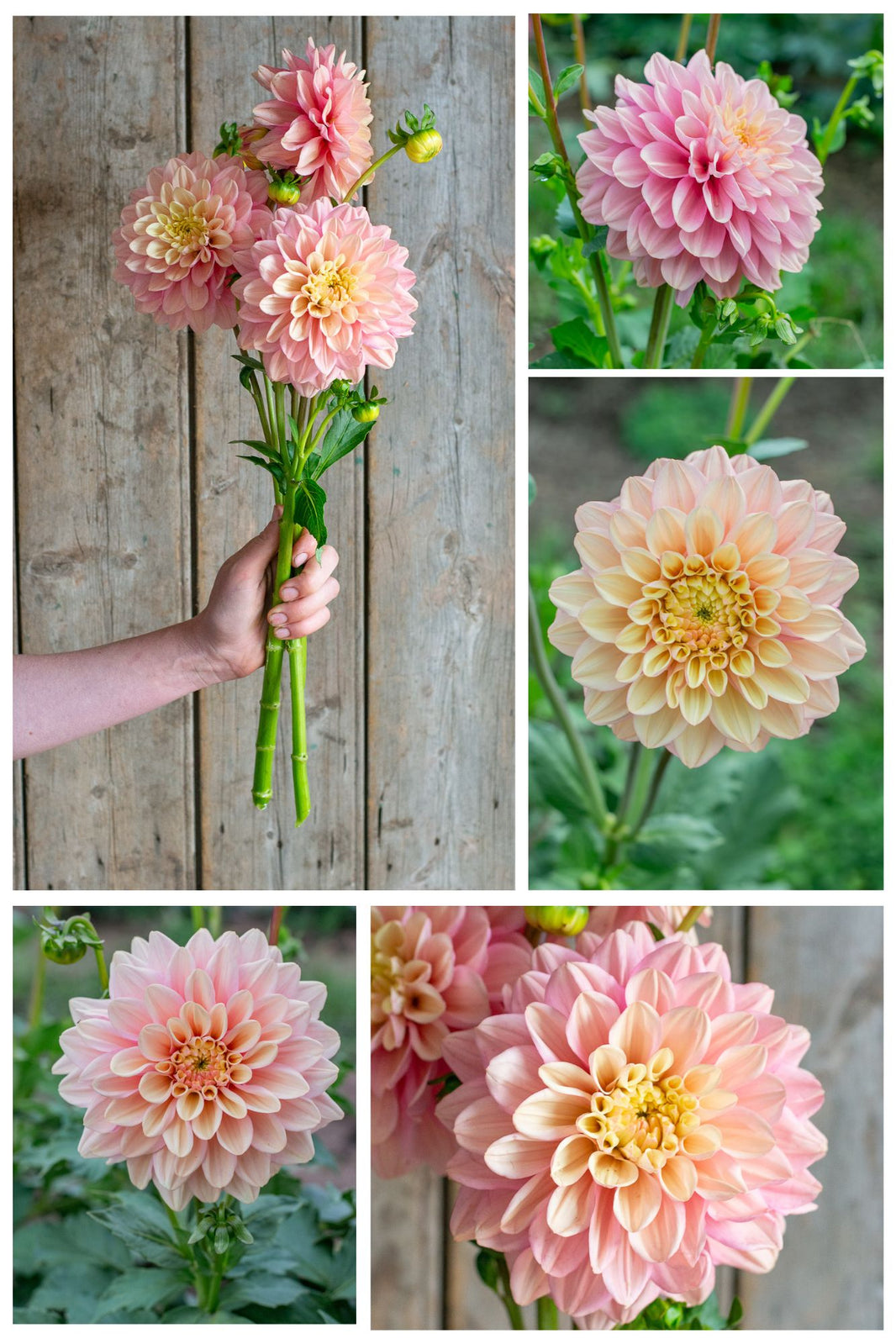 Dahlia Tubers – FlorelieAU