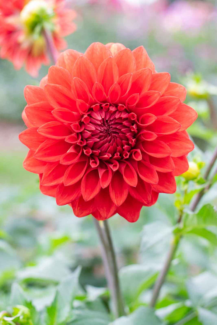 Devon Apache – FlorelieAU