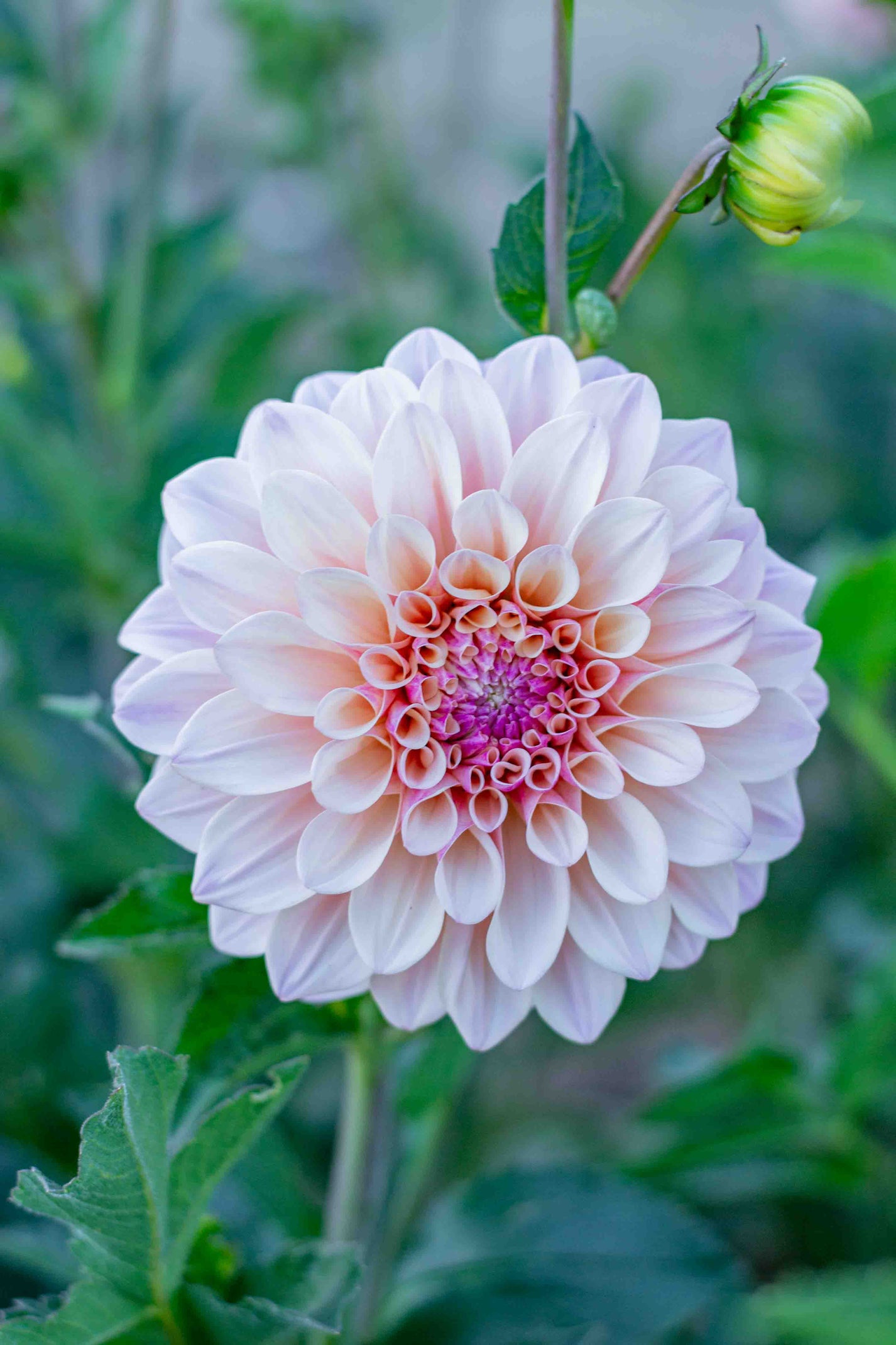 Florelie Antique – FlorelieAU