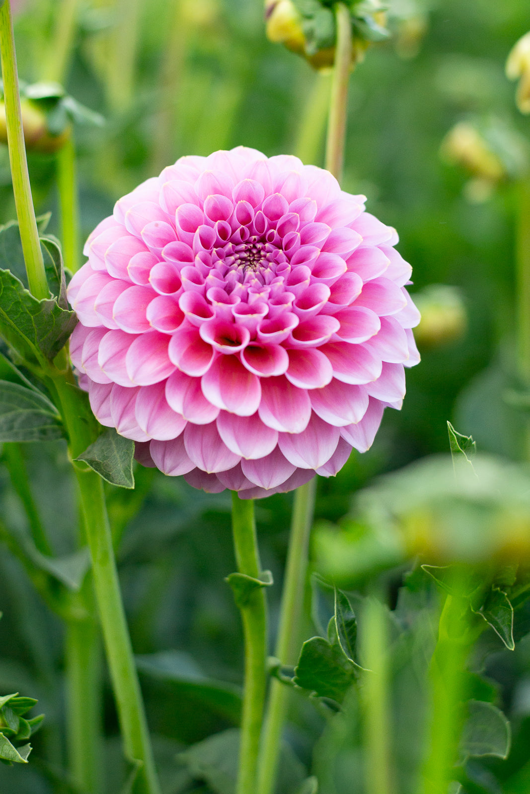 Florelie Lizzie Lou NEW – FlorelieAU