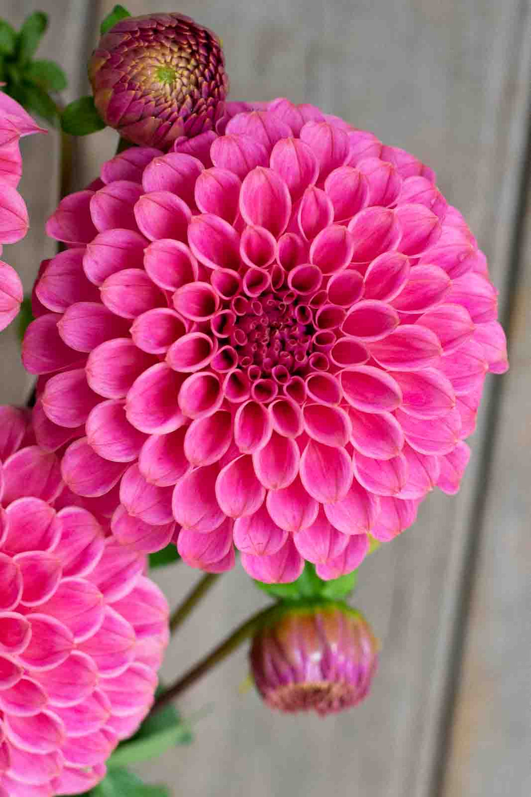 Dahlia Tubers – Page 2 – FlorelieAU