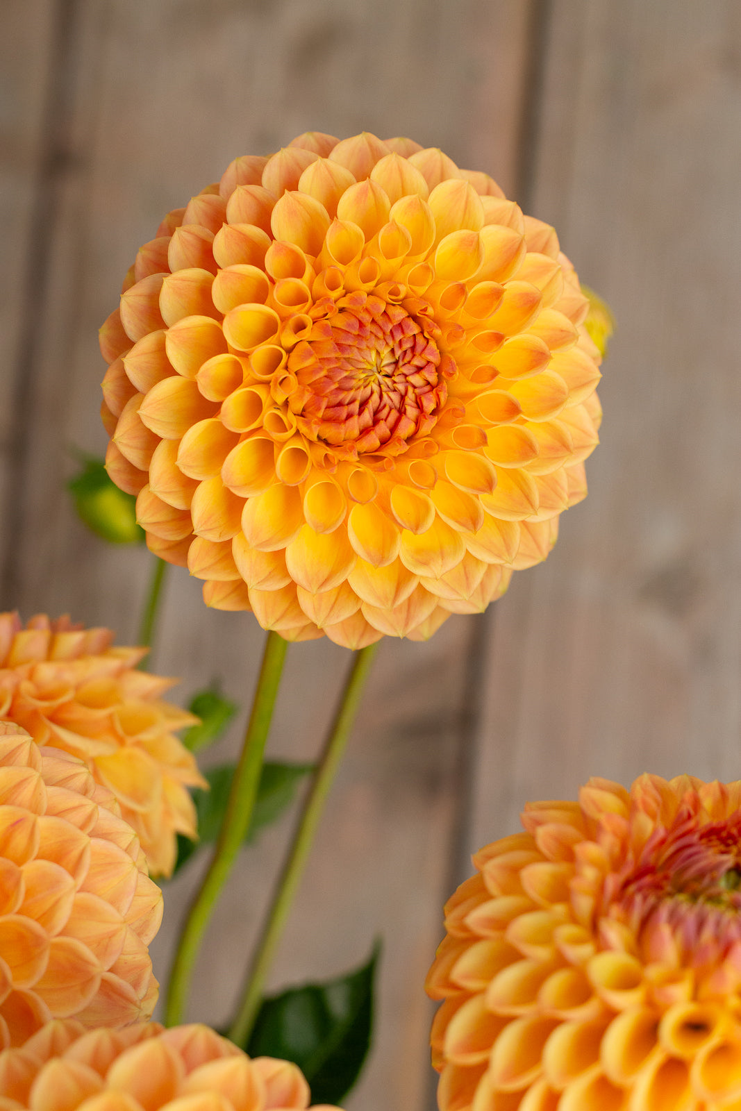 Formby Crest – FlorelieAU