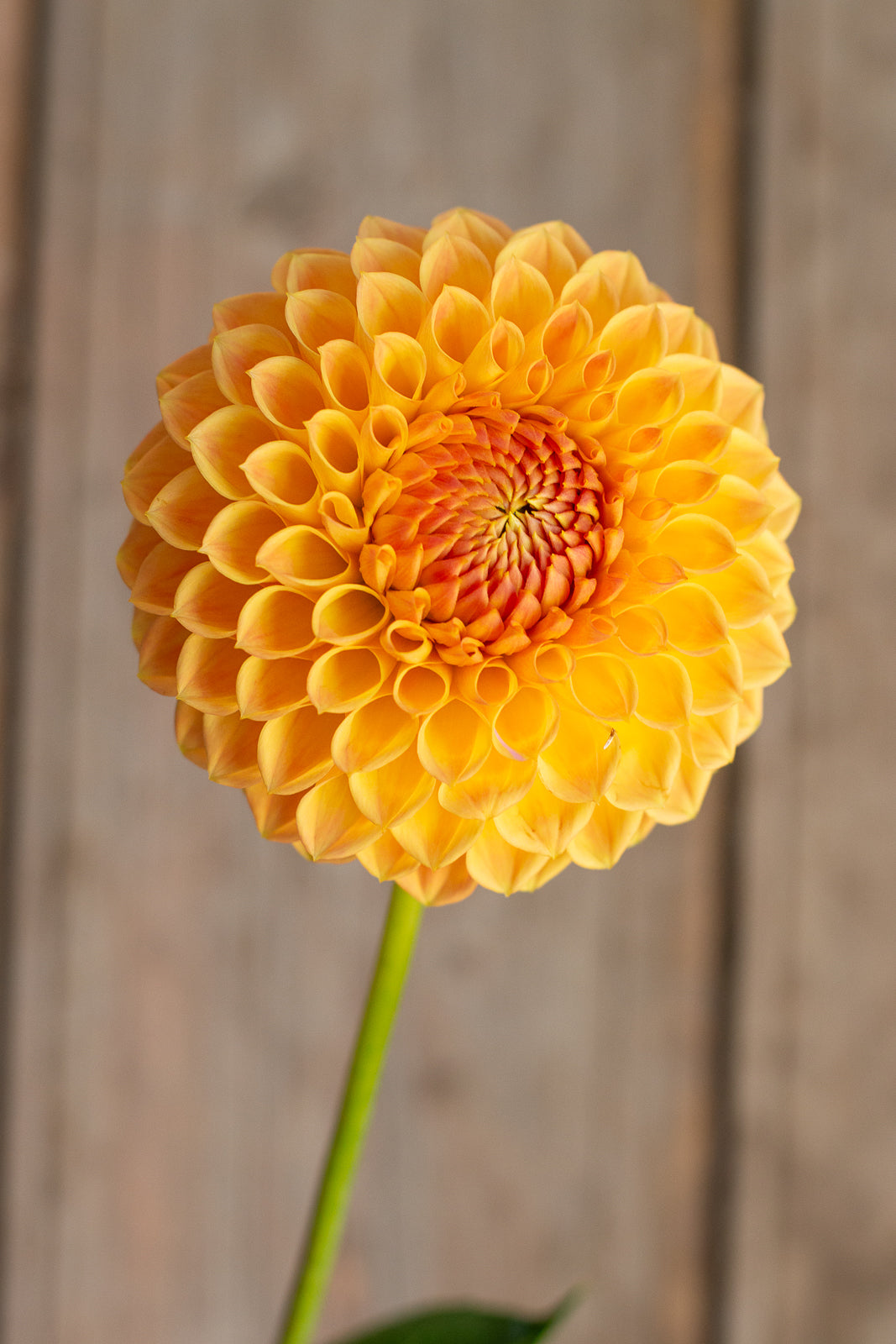 Formby Crest – FlorelieAU