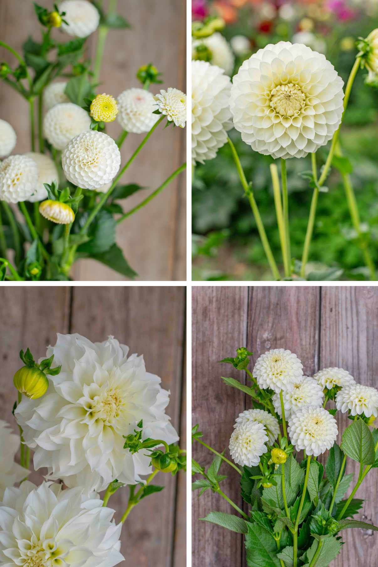 White Lovers Pack – FlorelieAU