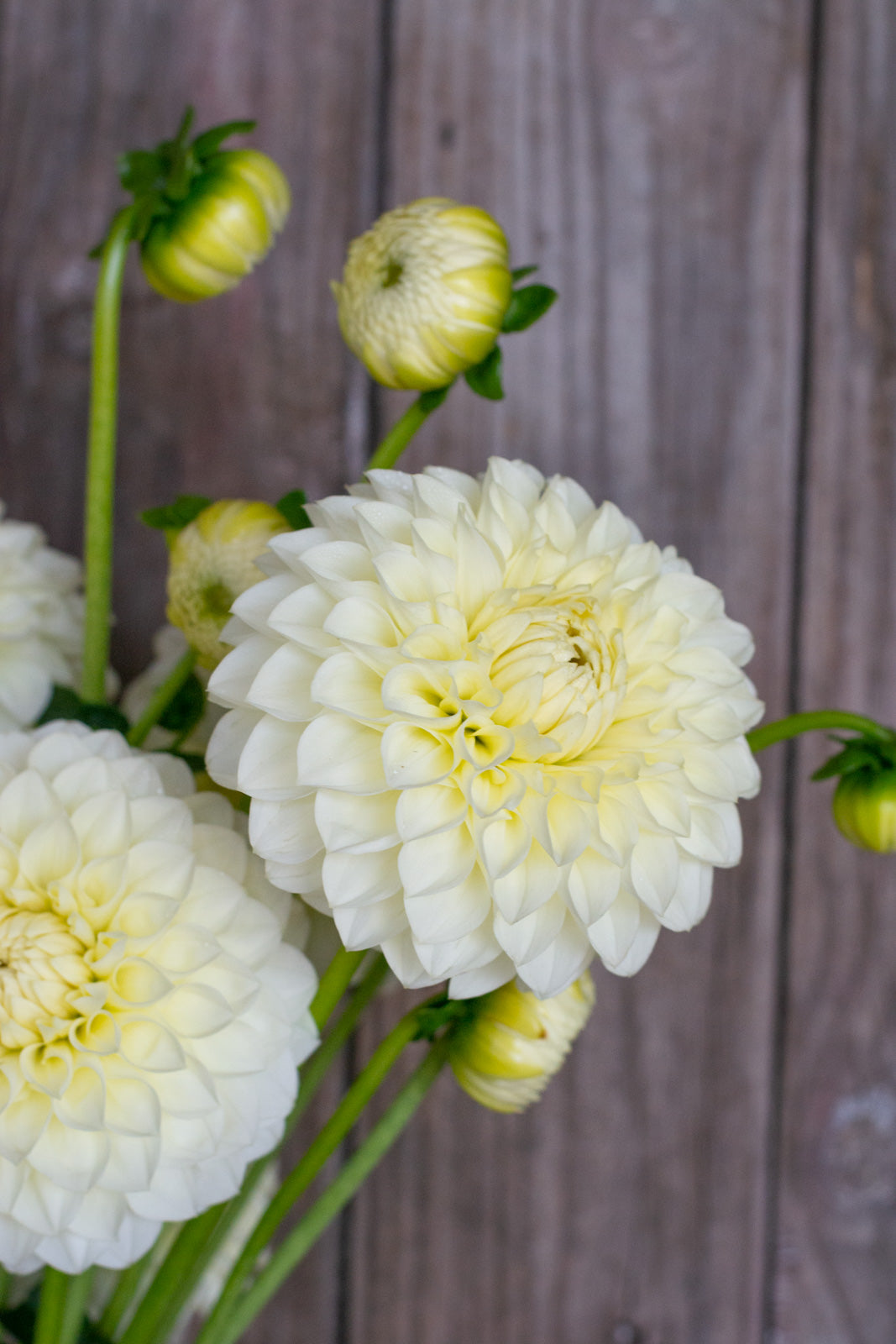 Boundary Snowflake – FlorelieAU