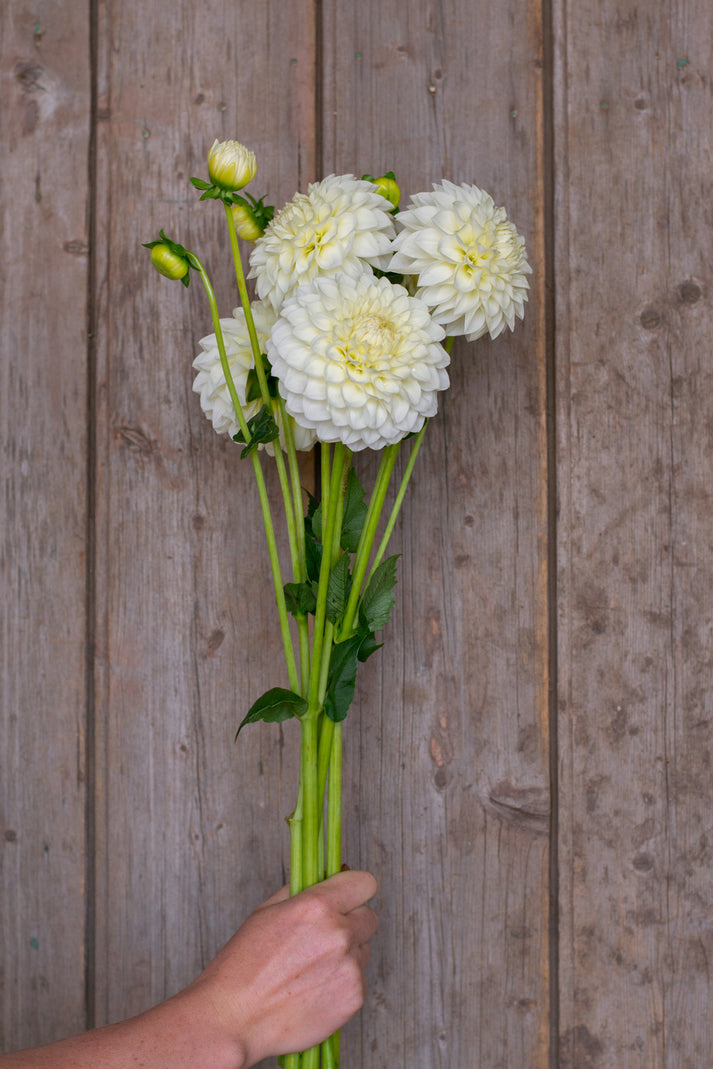 Boundary Snowflake – FlorelieAU