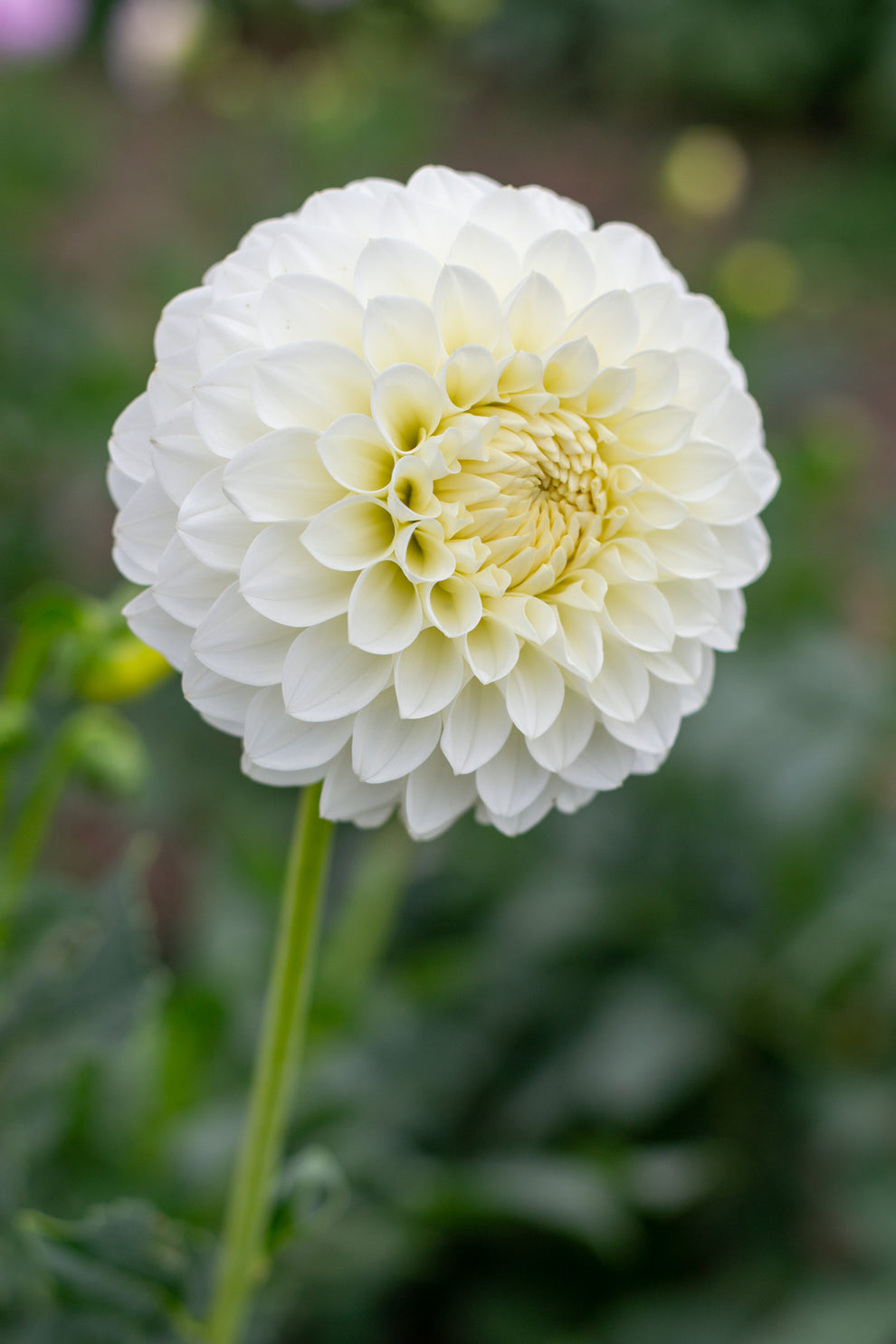 Boundary Snowflake – FlorelieAU