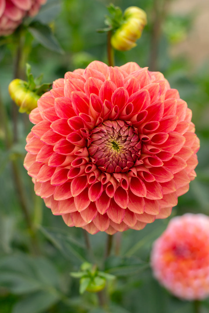 Dahlia Tubers – tagged "Dahlia Tubers" – FlorelieAU