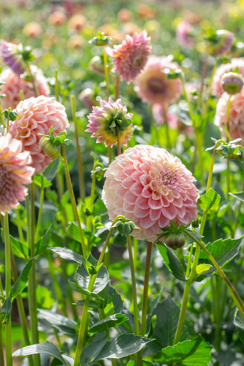 Coorabell Moonglow – FlorelieAU