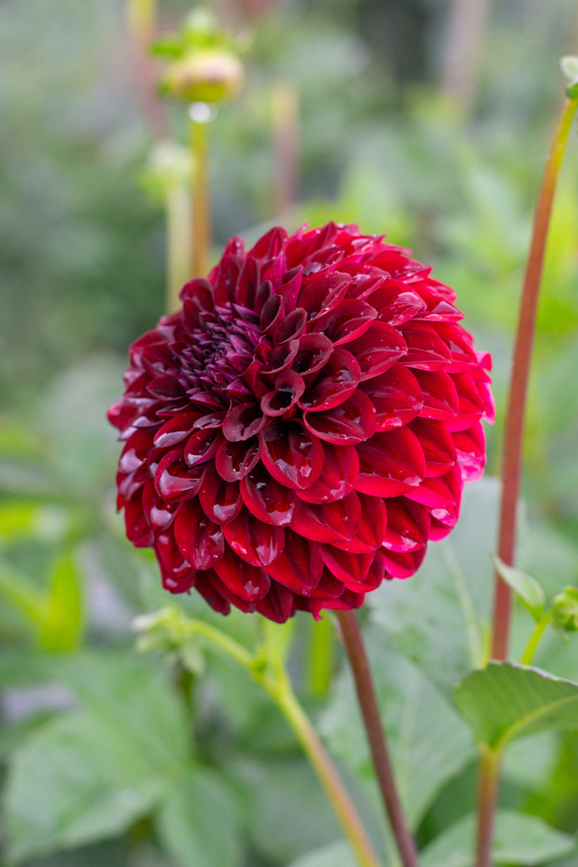 Florelie Bordeaux – FlorelieAU