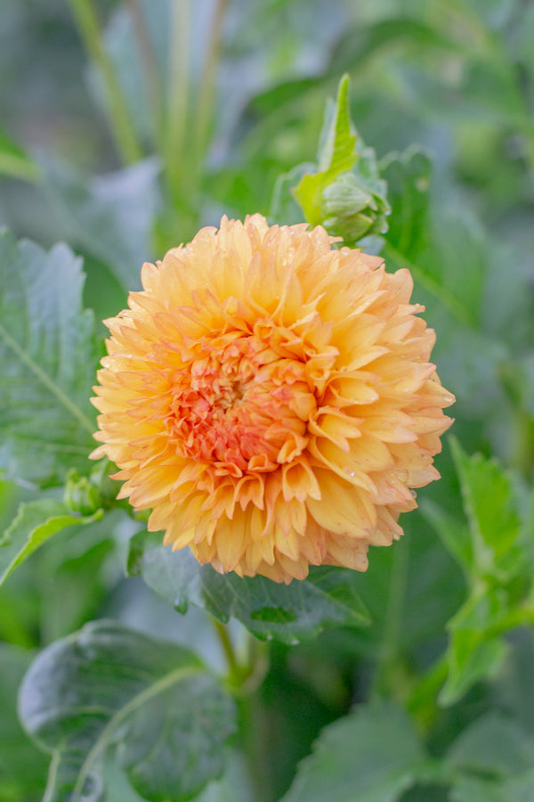 Florelie Dandelion – FlorelieAU