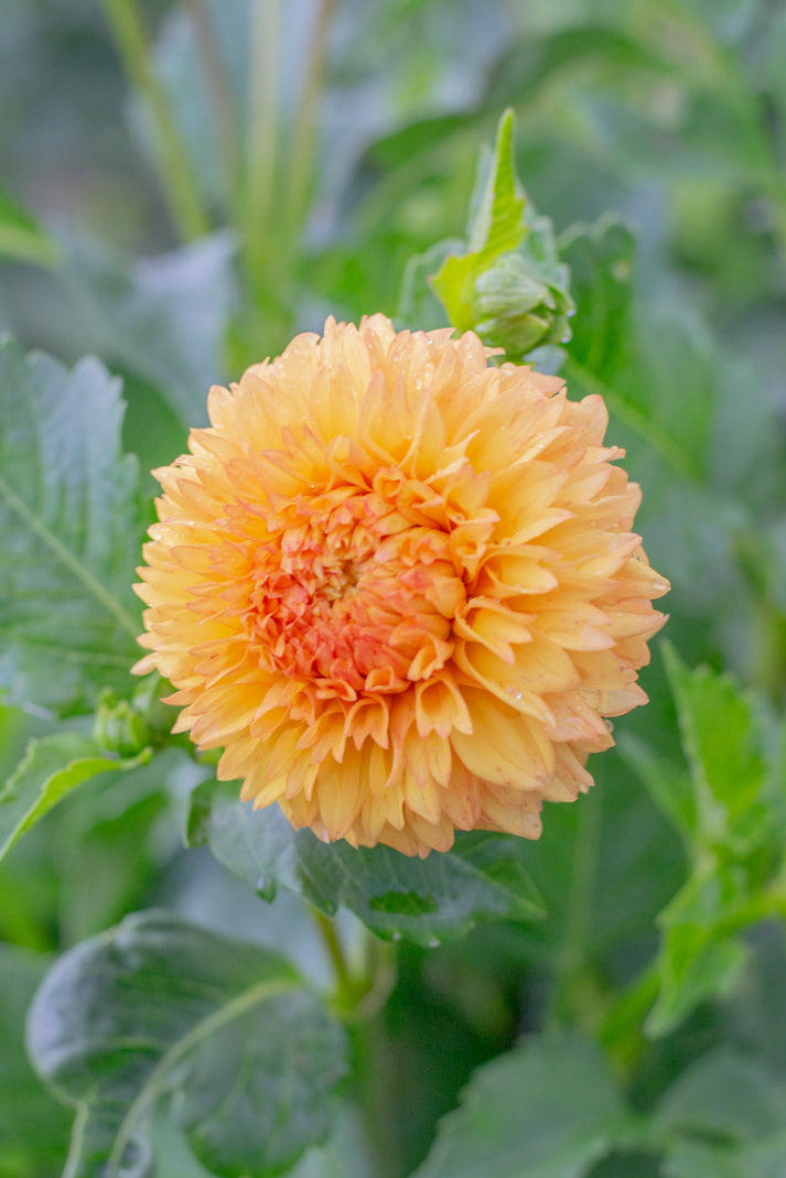 Florelie Dandelion – FlorelieAU