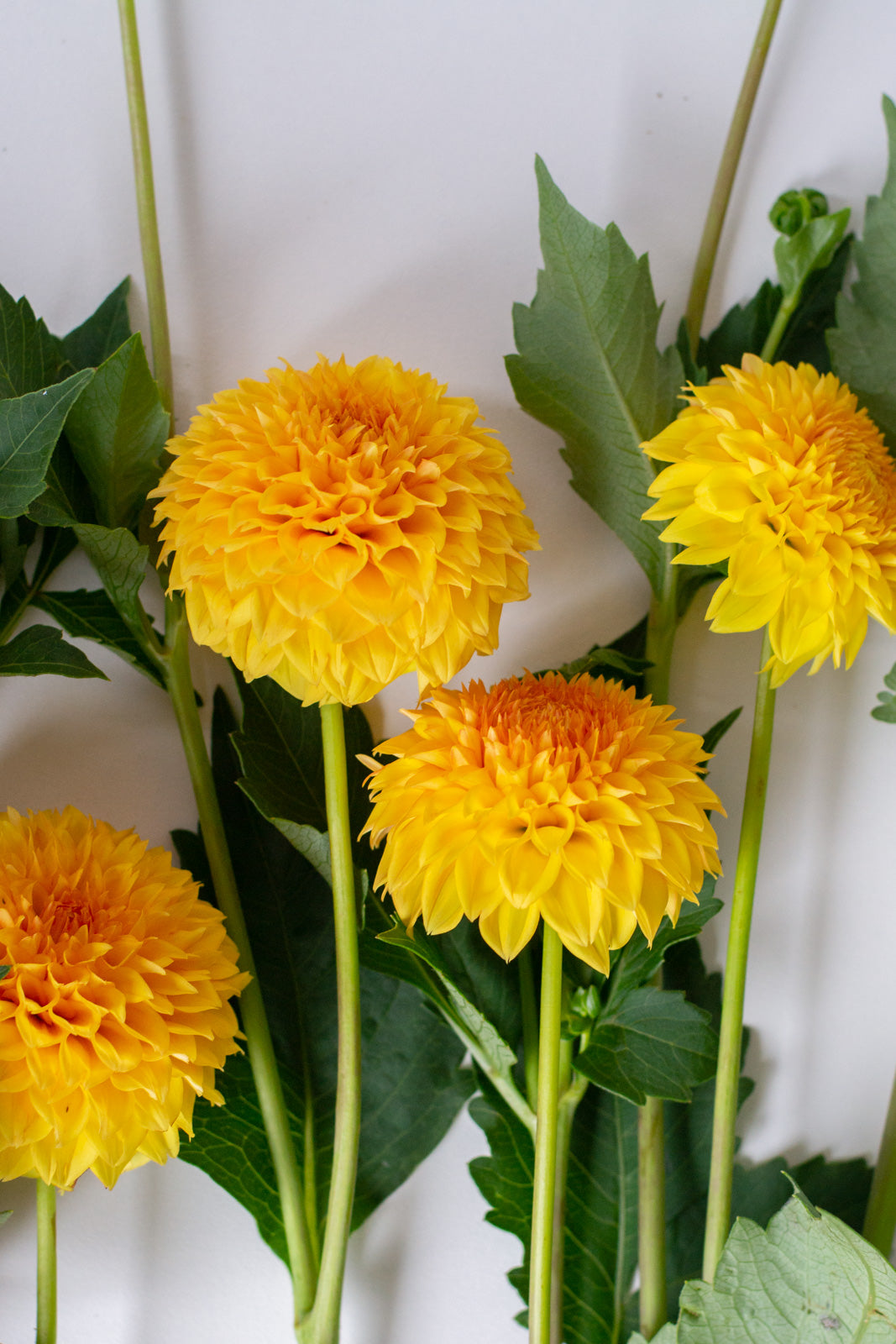 Florelie Dandelion – FlorelieAU