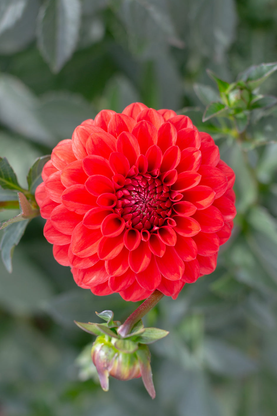 Dahlia Tubers – tagged "Dahlia Tubers" – Page 2 – FlorelieAU