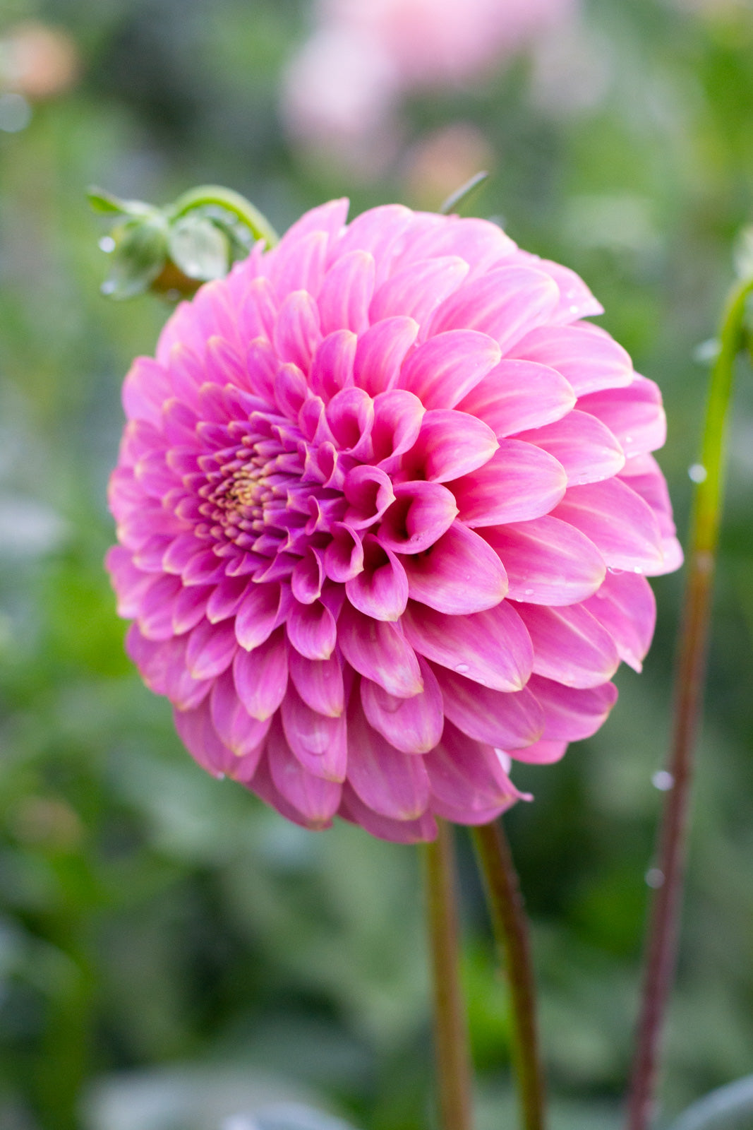 Florelie Oracle – FlorelieAU