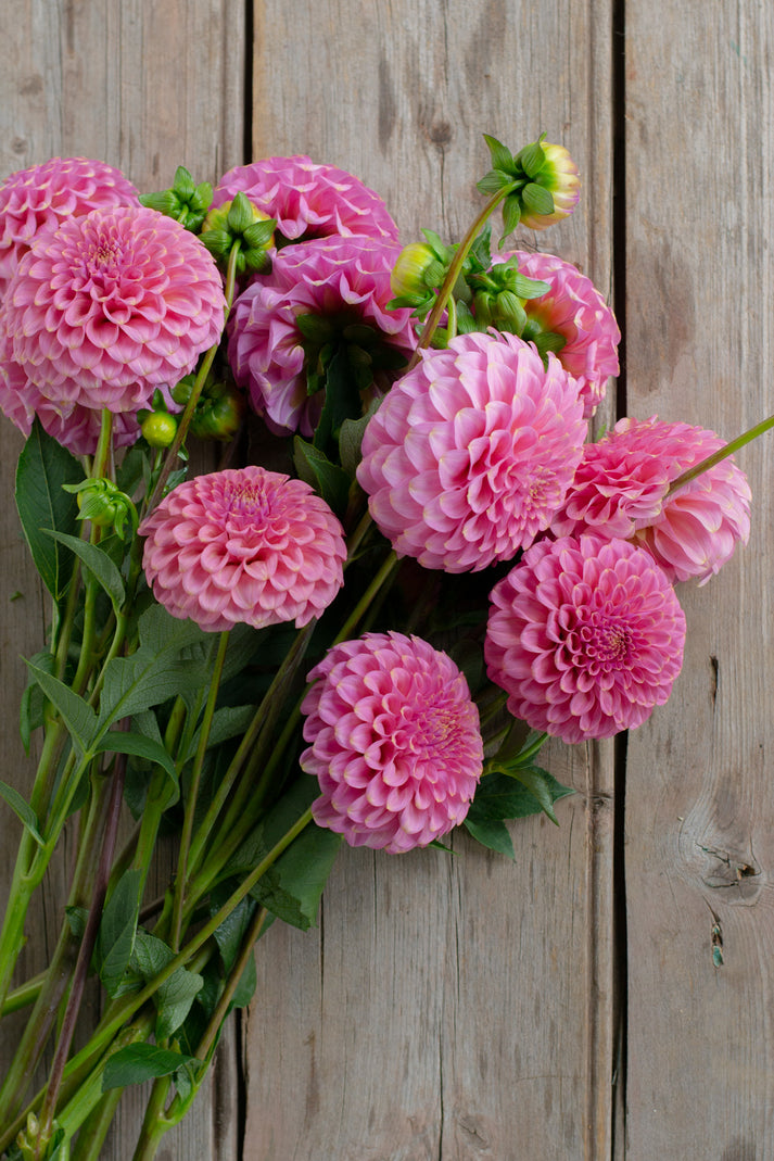 Florelie Oracle – FlorelieAU