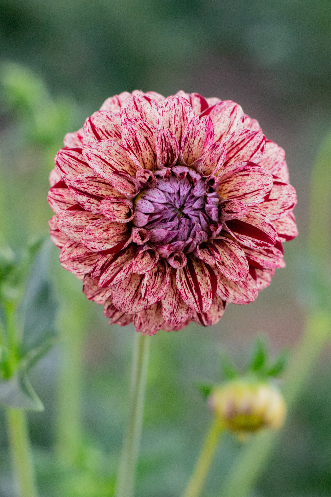 Dahlia Tubers – tagged "Dahlia Tubers" – Page 2 – FlorelieAU