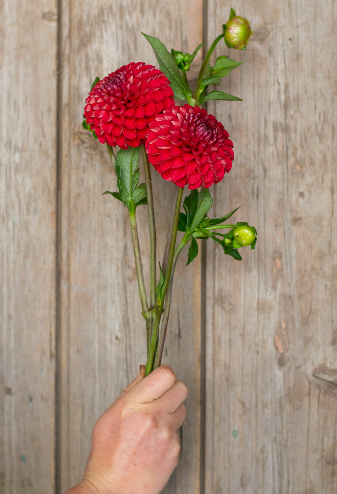 Florelie Rosetta – FlorelieAU