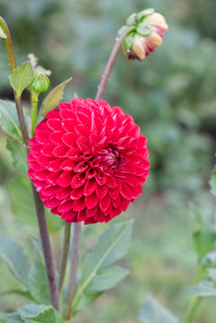 Florelie Rosetta – FlorelieAU