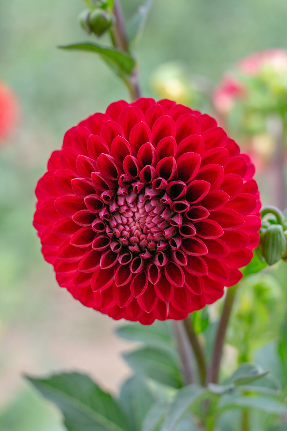 Florelie Rosetta – FlorelieAU