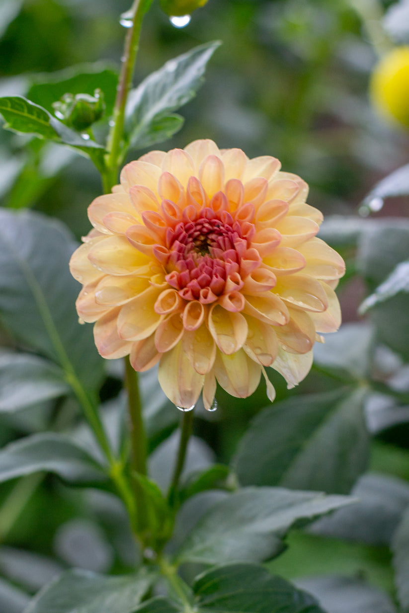 Florelie Toffee – FlorelieAU