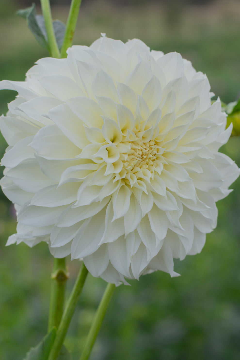 Florelie Whipped Cream – FlorelieAU