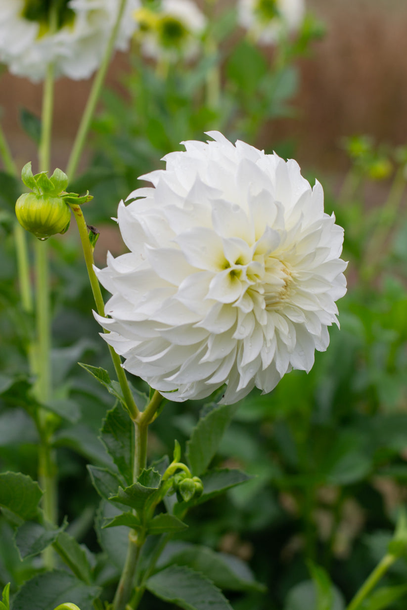Florelie Whipped Cream – FlorelieAU