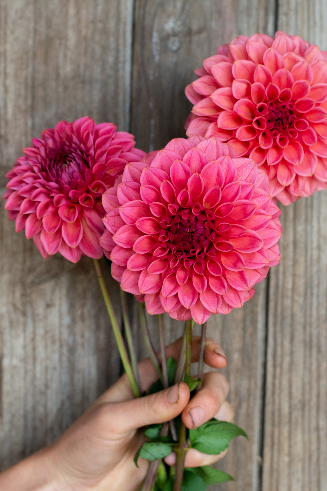 Formby Quest – FlorelieAU