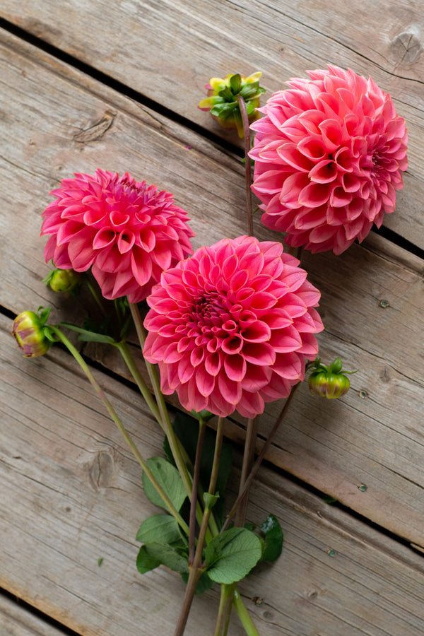 Formby Quest – FlorelieAU