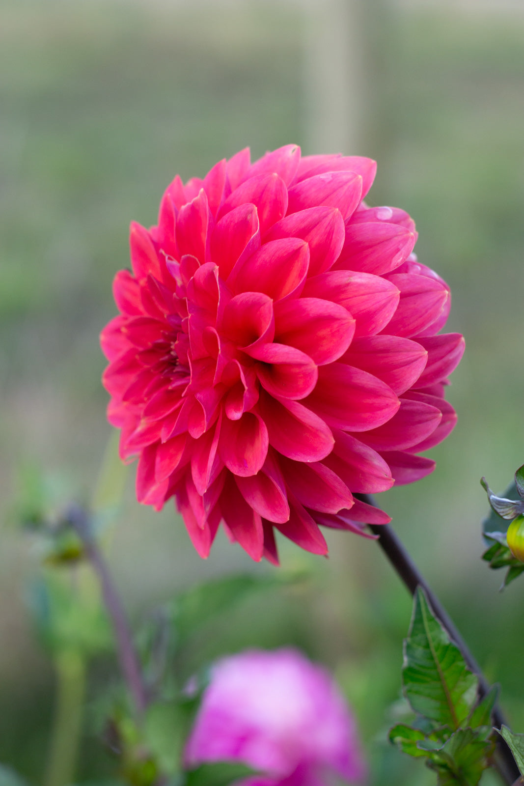 Formby Quest – FlorelieAU