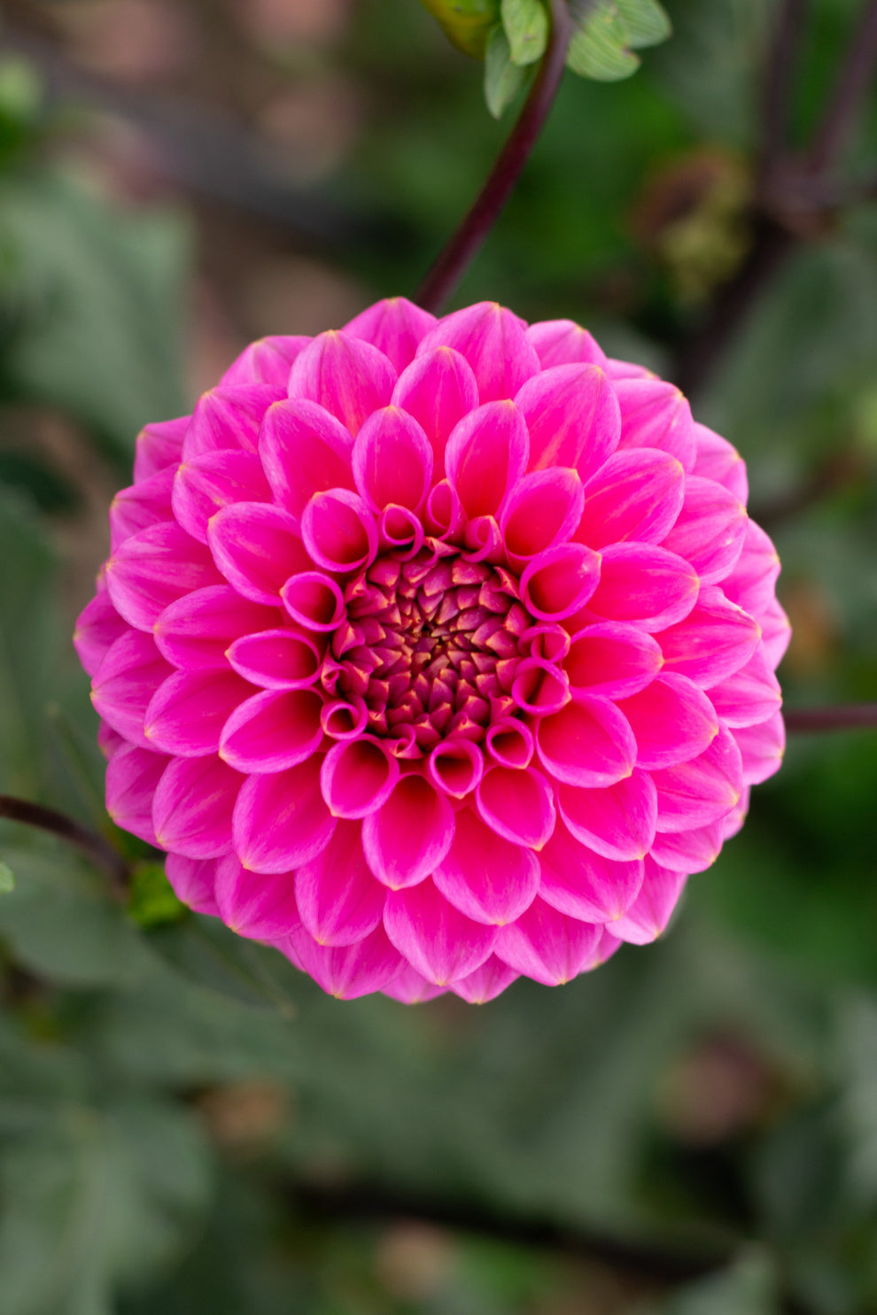 Jenny’s treasure – FlorelieAU